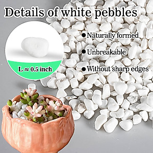 AHSNYLC White Succulent Pebbles - 880G Small White Pebbles Garden Pebbles White Pebbles for Vases,Snow White Pebbles,White Stone White,Aquarium Rocks for Plants,Garden,Fish Tank,Vases, Succulents