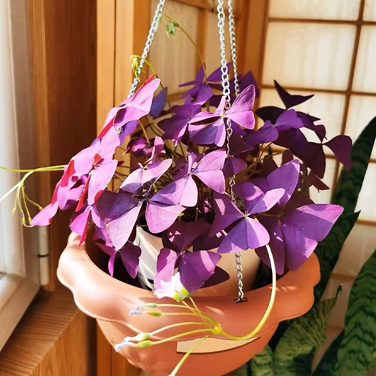 12+ Bulbs Purple Shamrocks Oxalis Triangularis Lucky Lovely Flowers Bulbs Grows for Planting Indoors or Outdoors