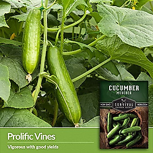 Survival Garden Seeds - Muncher Cucumber Seed for Planting - Packet with Instructions to Plant and Grow Delicious Burpless Slicing Cucumbers in Your Home Vegetable Garden - Non-GMO Heirloom Variety