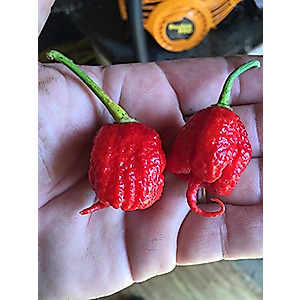 1150A-Trinidad Scorpion Moruga Pepper (Capsicum chinense) Seeds by Robsrareandgiantseeds UPC0764425787792 Bonsai,Non-GMO,Organic,Historic Plants,Sacred, 1150-A Package of 25 Seeds