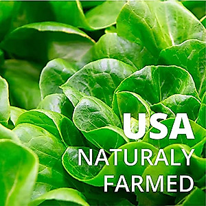 Seedra.US Lettuce Seeds for Indoor and Outdoor Planting - Home Garden - 1200 Seeds - GMO-Free and Heirloom Seeds - 2 Pack
