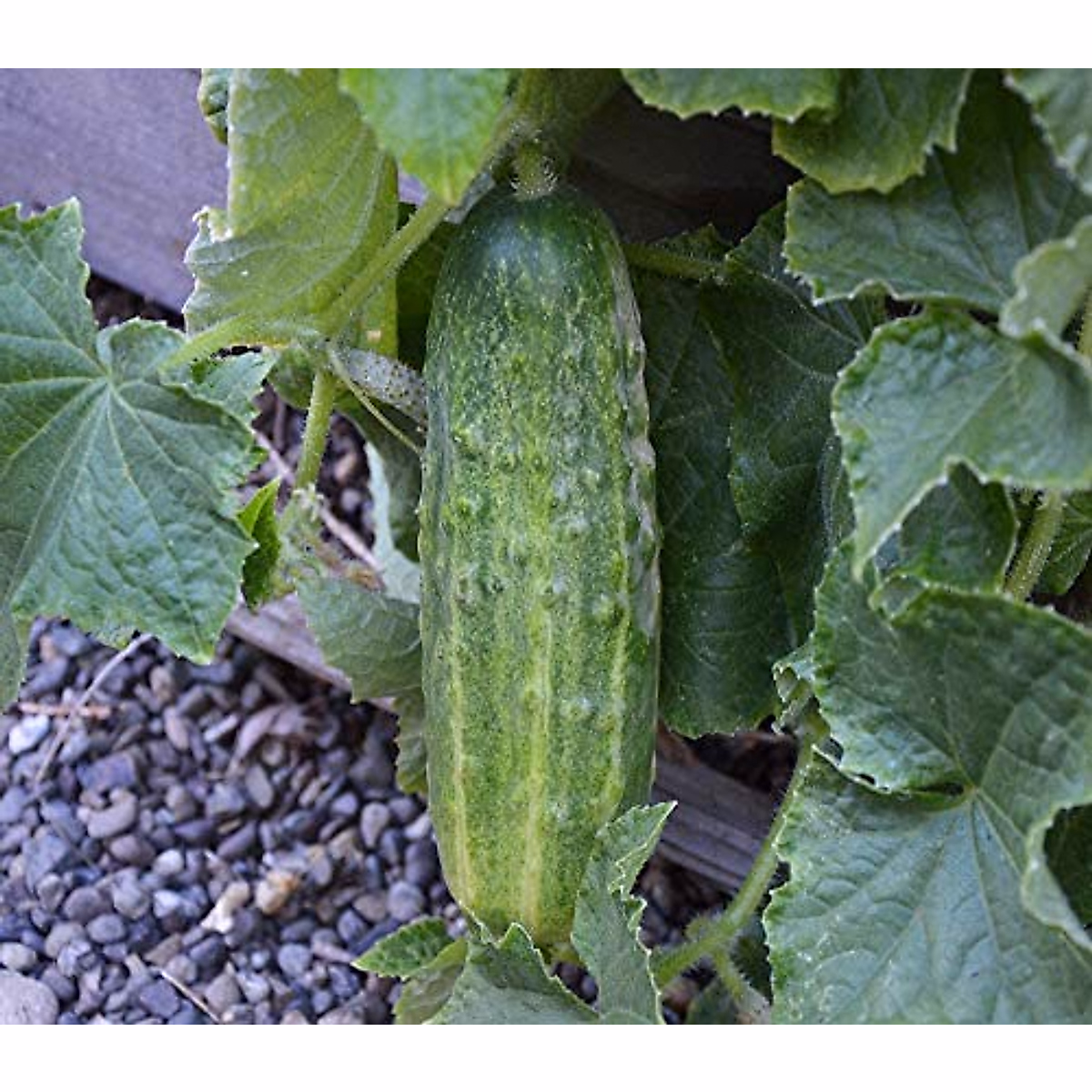 Gaea's Blessing Seeds - Spacemaster Cucumber Seeds (2.0g) Non-GMO Seeds with Easy to Follow Planting Instructions - Heirloom 90% Germination Rate