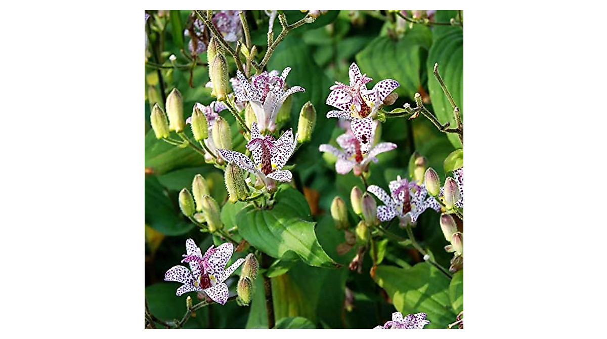 Buy YEGAOL 20Pcs Japanese Toad Lily Seeds - Non-GMO