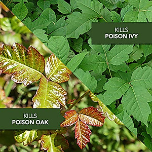 BioAdvanced Brush Killer Plus, Concentrate, 32 oz – Kills Tough Brush Roots & All, Kills Poison Ivy