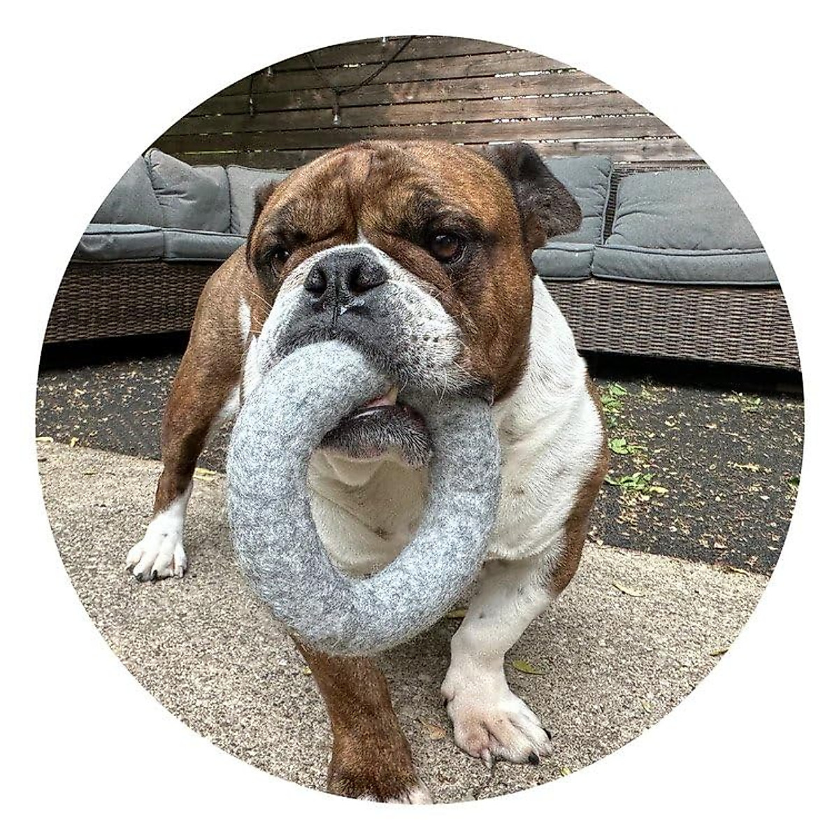 Creature ECO Organic Wool Ring Dog Toys for Moderate Chewers - Eco-Friendly Puppy Toys for Interactive Play - Natural Non Toxic Fetch Toy, Safe for Your Pet & The Planet - 1 Pack