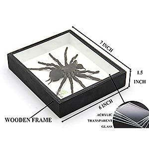 Real Giant Bird Eating Tarantula EURYPEIMA SPINCRUS Spider Taxidermy Transparent Boxed Display (Black Wooden Box)