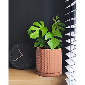 D'vine Dev 6 Inch Terracotta Beaded Planter Pot - Flower Pot with Drainage Hole and Saucer for Indoor Succulent Plants or Flowers, Terracotta, 27-C-X-7