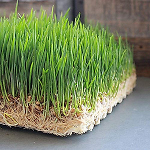 Pro Micro Jute Microgreens Grow Mats by Handy Pantry - 10x20 Inches for 1020 Growing Trays - Pack of 10 Pads - Hydroponic Grow Media for Micro Greens & Wheatgrass