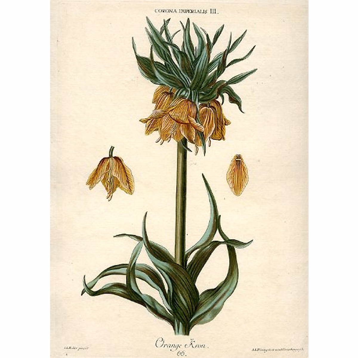 Corona Imperialis III, Orange Kron [Crown Imperial Fritillary]