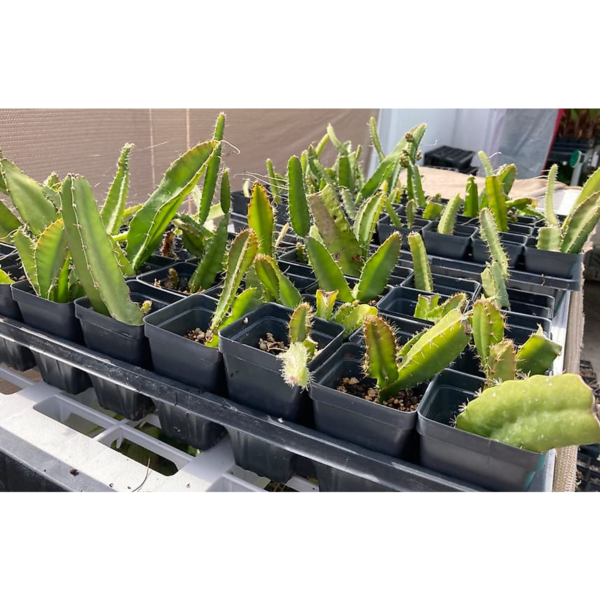 Yellow Dragon Fruit - "Yellow Dragon" Dragon Fruit - Selenicereus 'Yellow Dragon'