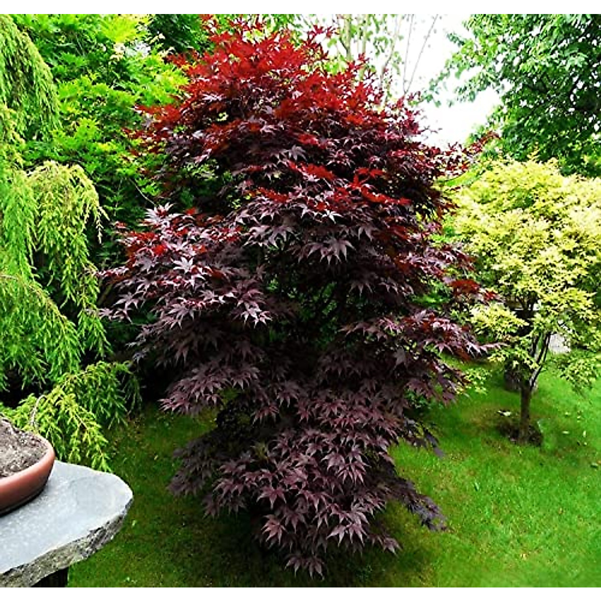 Japanese Bloodgood Maple - 1 Gallon Established Roots - Acer Palmatum, Fast Growing Trees, Easy Care, Bonsai, Shade Garden, Zen Garden