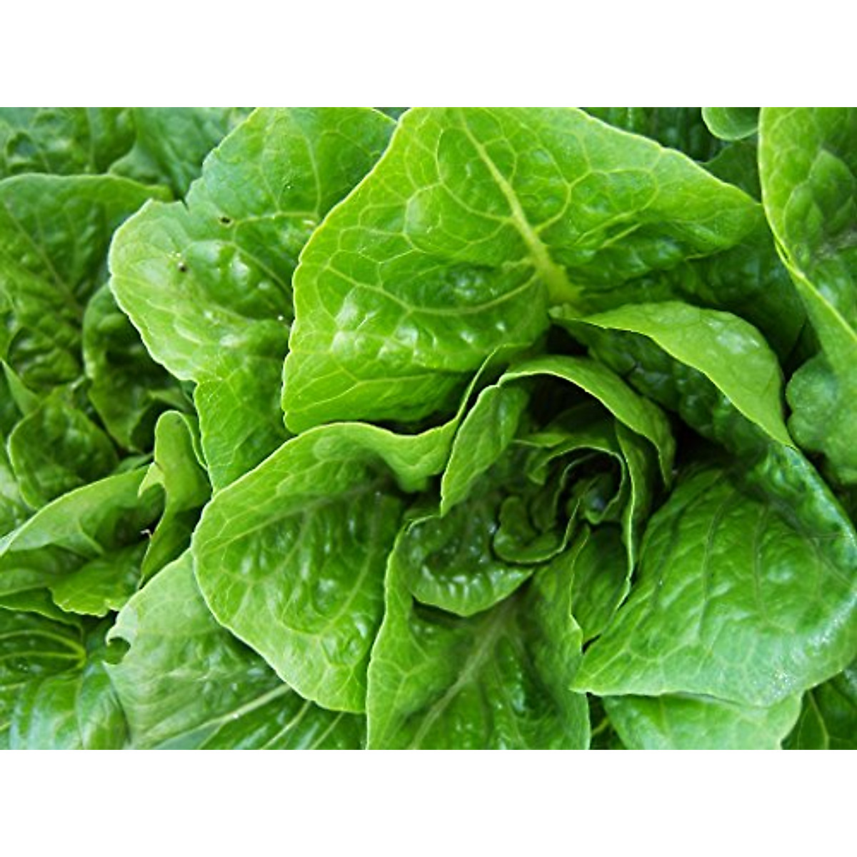 Lettuce Seeds - Parris Island Cos - Romaine Type - Heirloom - Liliana's Garden