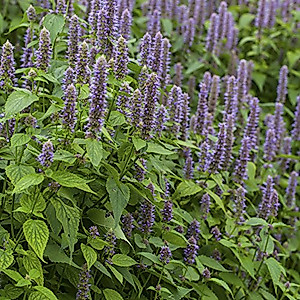 Outsidepride Agastache Anise Hyssop Herb Garden Plant Seed - 10000 Seeds
