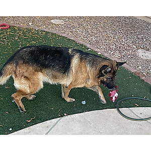 Jalousie 5 Pack Stuffingless Dog Squeaky Toys Dog Toy w/Durable Liner No Stuffing Dog Toy - Dog Toys Crinkle Paper Squeaker Toy for Medium Large Dogs (5 Pack - Color 4 - Squeaky)