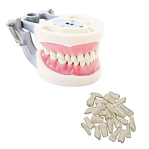 Typodont Teeth Model, with Removable Teeth, Compatible with Kilgore Nissin + 5 Sets of 28pcs Teeth Piece for Teaching, Study