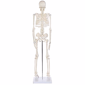 Anatomy Lab Human Skeleton Model, 34" Mini Skeleton Replica Mounted to Base for Display, with Removable Skull Cap, Movable Arms and Legs, and Details of Human Bones