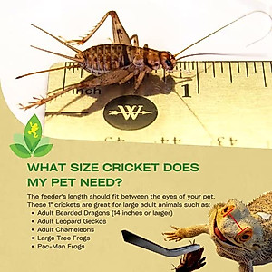 Josh's Frogs 1" Large Adult Banded Crickets (250 Count)