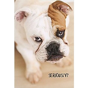Pictura Seriously Bulldog Humorous / Funny Birthday Card