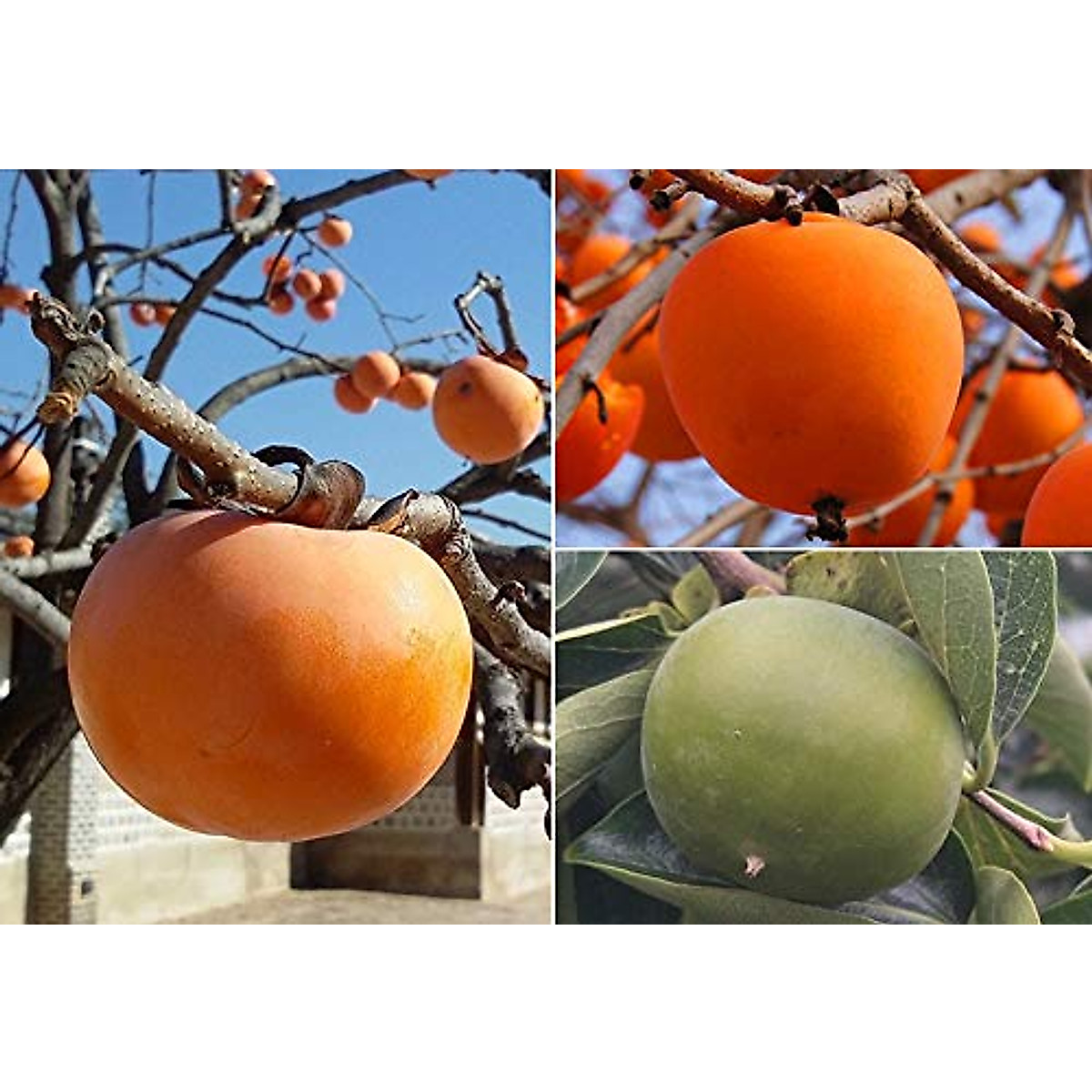 10+ Persimmon Tree Diospyros Hachiya Fruit Seeds Tall Potted Plant Great Tasting Fruit