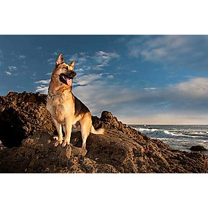 I LOVE MY PETS LLC Dog Skin Care Supplements - Omega 3 Fish Oil for Dogs - Advanced Premium Quality - Dog Omega 3-360 Softgels (2 Bottles)