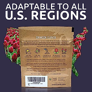 Crimson Clover Seeds – Extra Large Packet – Over 5,000 Open Pollinated Non-GMO Seeds – Trifolium incarnatum