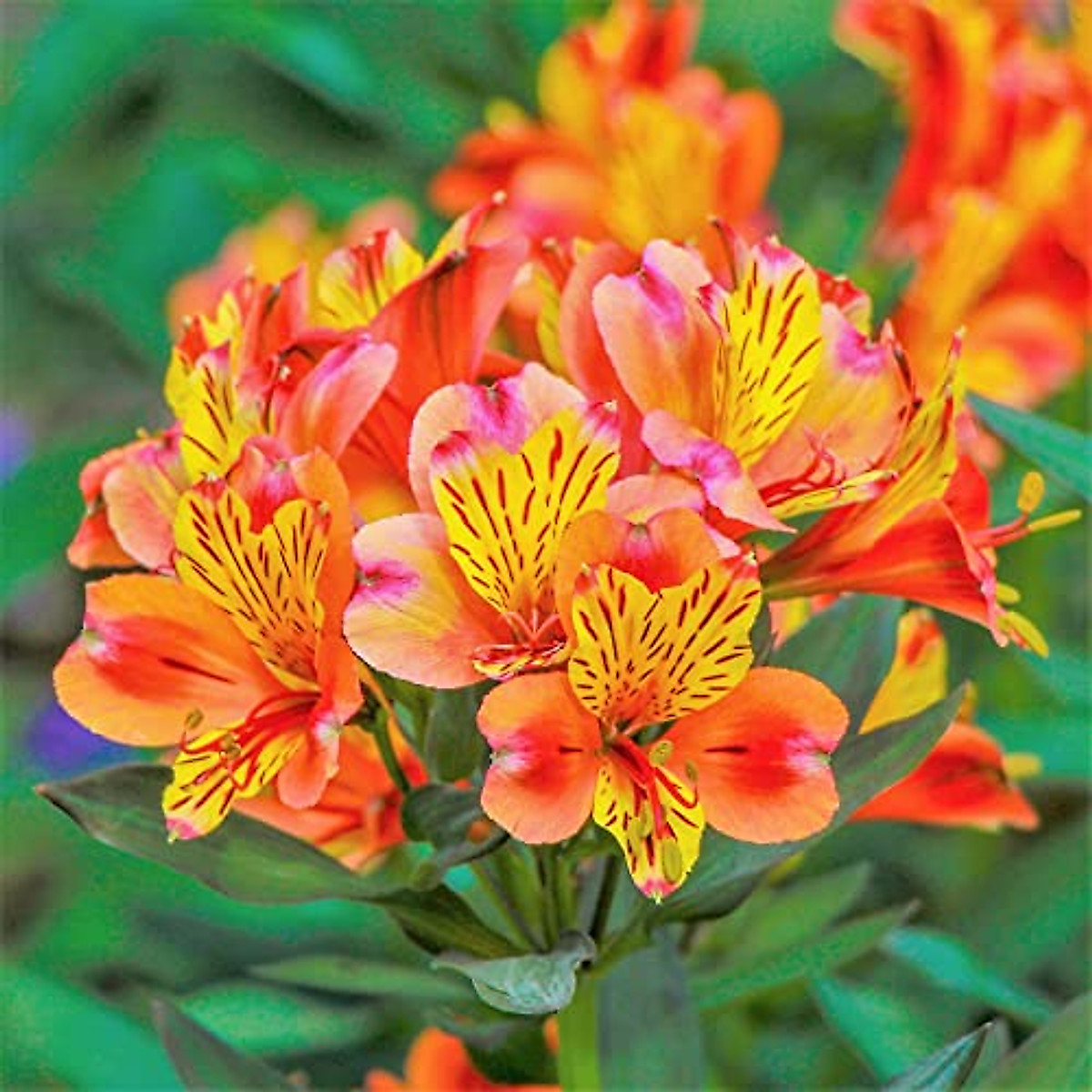QAUZUY GARDEN 25 Mixed Peruvian Lily (Lily of The Incas/Princess Lily) Alstroemeria Seeds Perennial Delicate Flowers for Bouquets Flower Arrangements Attract Pollinators