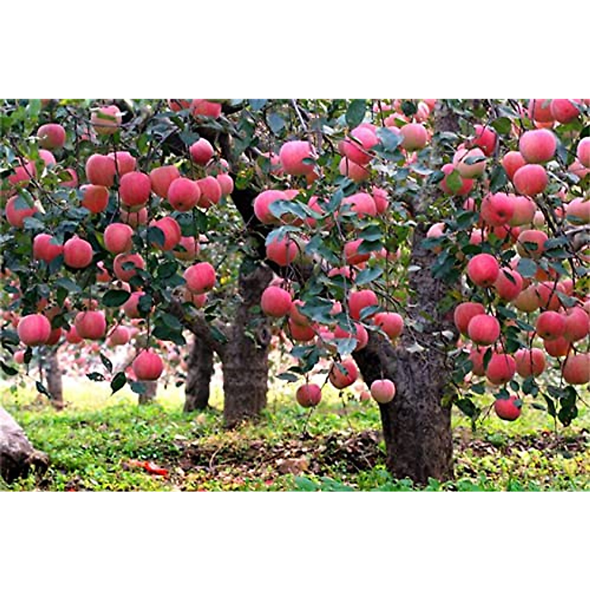 zcbang Natural Fruit Seeds Heirloom Indoor Bonsai Red Apple Tree 30+ Apple Seeds