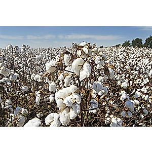 FTB Classic Turkish Luxury Hotel & Spa Kitchen Towels, Hand Towels Set 6 Piece 16X30 Inches Hand Towels (Wedgewood, 6 Hand Towels)