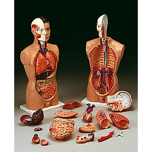 Anatomical Chart Company Tall Paul Torso Model