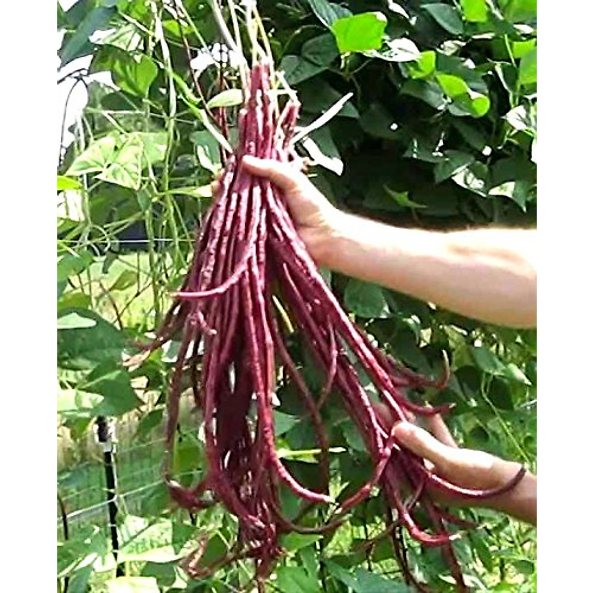Red Yardlong Bean Seeds Asparagus Noodle Yard Long Pole Variety bin66 (40 Seeds, or 1/4 oz)