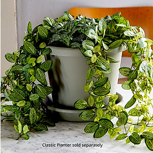 The HC Companies 10 Inch Round Plastic Classic Plant Saucer - Indoor Outdoor Plant Trays for Pots - 10.75"x10.75"x1.75" Seafoam (Pack of 2)