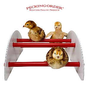 Pecking Order 9590 N-Play Chick brooder Accessory, Red