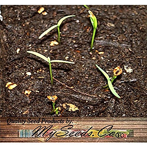 Big Pack - (1,000) Dawn Redwood Tree Seeds - Metasequoia glyptostroboides - by MySeeds.Co (Big Pack - Dawn Redwood)