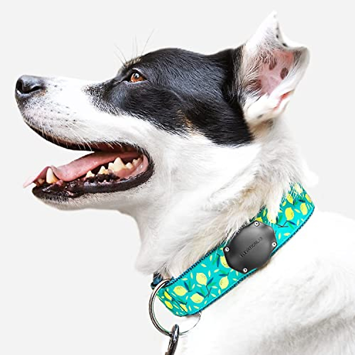 TagVault Pet (4 Pack) - The Original AirTag Dog Collar Waterproof Mount, Ultra-Durable, Fits All Width Collars | Elevation Lab