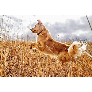 In Clover Jump Soft Chews for Daily Joint Care and Endurance Support for Dogs