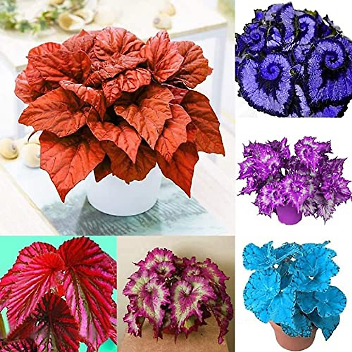 Mix Coleus Seeds for Planting, 100 Beautiful Coleus Flower Seeds