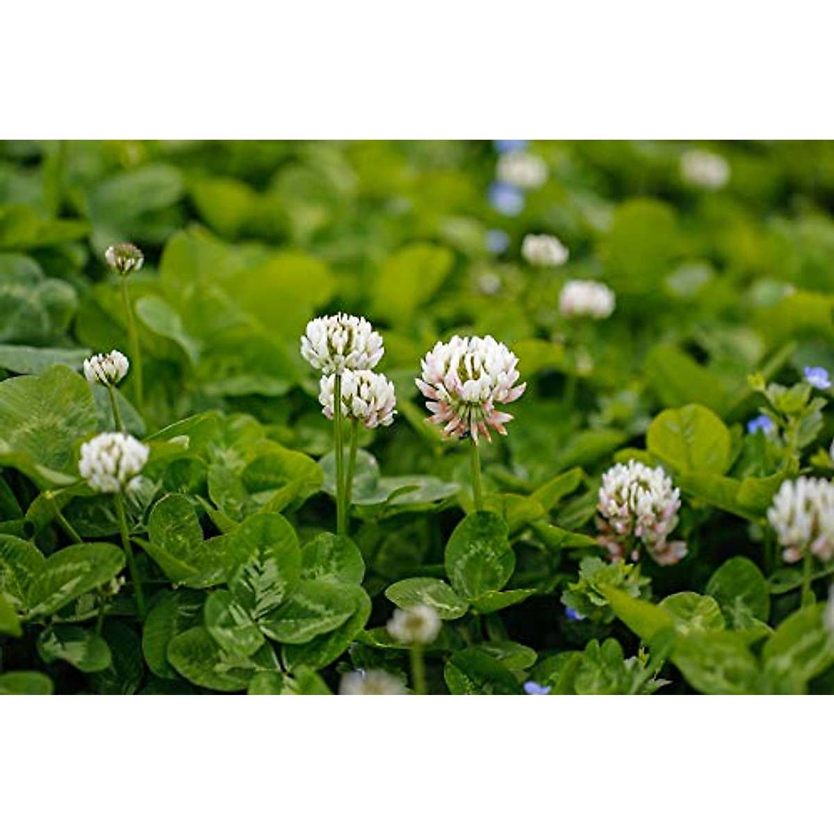 Outsidepride 10 lb. Perennial White Dutch Clover Seed for Erosion Control, Ground Cover, Lawn Alternative, Pasture, & Forage