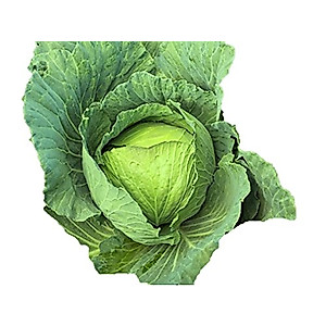 Cabbage Early Jersey Wakefield Seeds for Growing Heirloom Microgreens Sprouting or Garden Non GMO USA #164 (2000 Seeds)