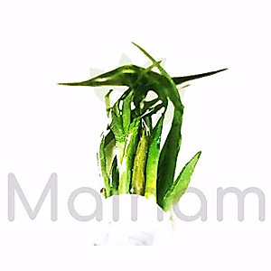 Jungle Vallisneria Spiralis Rooted Easy Background Live Aquarium Plants Decorations 3 Days Live Guaranteed by Mainam
