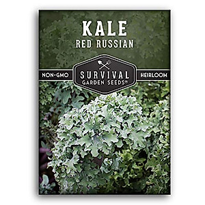 Survival Garden Seeds - Red Russian Kale Seed for Planting - Packet with Instructions to Plant and Grow Curly Ornamental and Edible Kale in Your Home Vegetable Garden - Non-GMO Heirloom Variety