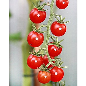 30+ Sweet Pea Currant Tomato Seeds, Heirloom Non-GMO, Extra Sweet and Heavy-Yielding, Low Acid, Indeterminate, Open-Pollinated, Long Season, Super Delicious, from USA