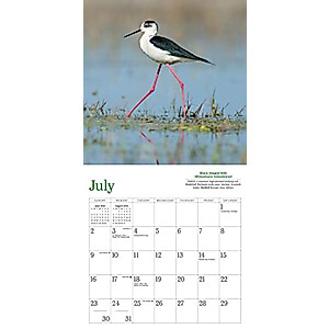 Audubon Little Shorebirds Mini Wall Calendar 2023: A Tribute to the Diversity of Shorebirds and the Fragile Ecosystems they Inhabit