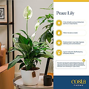 Costa Farms Peace Lily Plant, Live Indoor House Plant with White Flowers, Room Air Purifier in Premium Decor Planter, Potting Soil Mix, Anniversary, Housewarming Gift, Home Decor, 15-Inches Tall