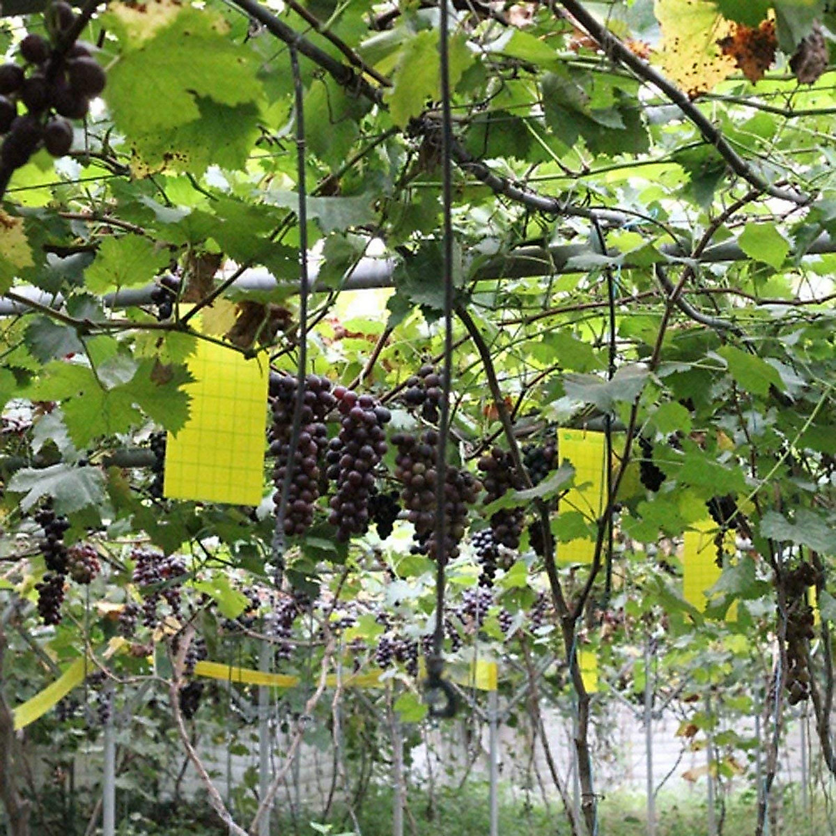 Faicuk Yellow Dual-Sided Sticky Fly Traps for Plant Insect Like Aphids, Fungus Gnats, Leaf Miners and White Flies (10 Pack)