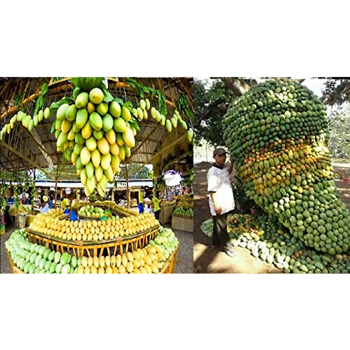 Mango Fruit Tree Seeds for Planting, Sweet Flavor