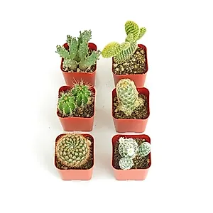 Shop Succulents | Can't Touch This! Collection of Live Cacti, Hand Selected Variety Pack | Collection of 4 in 2" pots