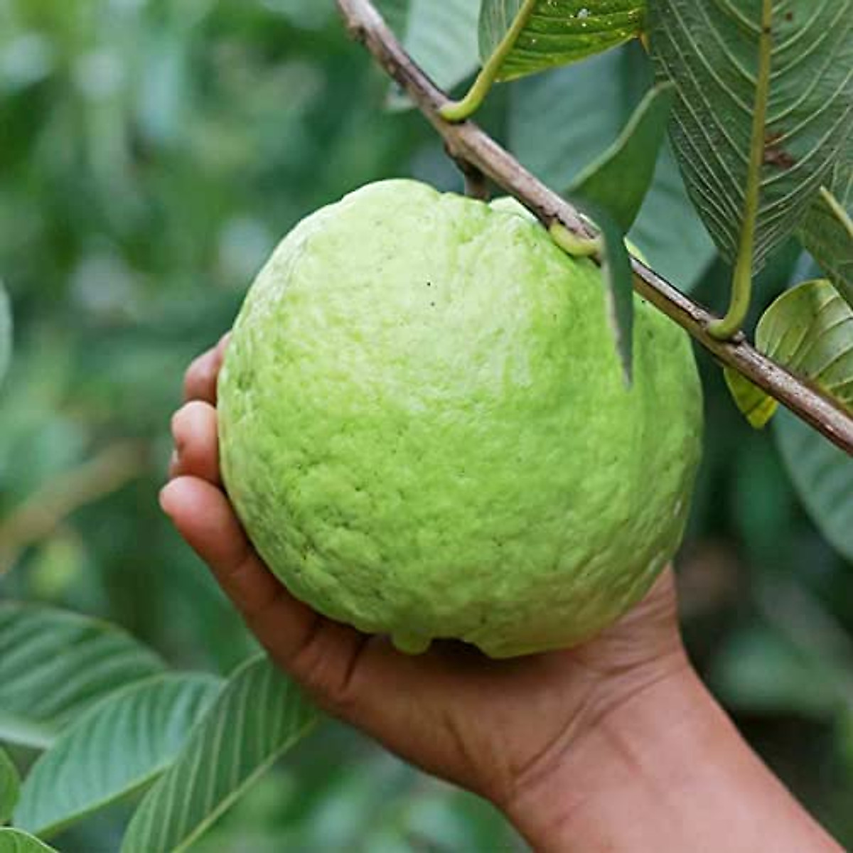 QAUZUY GARDEN 15 Seeds Guava Psidium Guajava Tree Seeds Non-GMO Organic Guayaba Seeds Edible Plant Nutritious White Tropical Fruit Easy to Grow