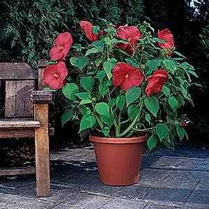Outsidepride Hardy Hibiscus Luna Red Garden & Container Plant Flower Seed - 10 Seeds