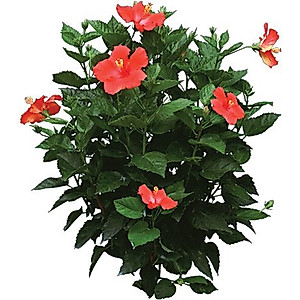 EZ-gro 20 20 20 Fertilizer - All Purpose Liquid Plant Food - Lawn, Flower, Herb, Vegetables - Best Way to Grow Green Plants - Garden-Growing Miracle Nutrients - 1 Qt / 32 fl oz / 946 mL