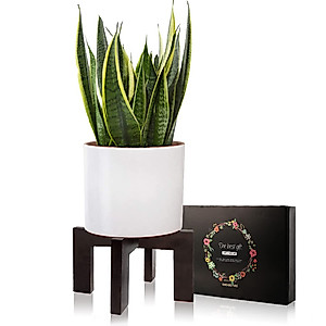 Plant Stand Indoor Outdoor, Mid Century Plant Stand for Indoor Plants, Wood Modern Plant Holder Rattan Flower Plant Stool, Low Short Boho Rustic Planter Stand, Fit 5-15 Inch Pot…